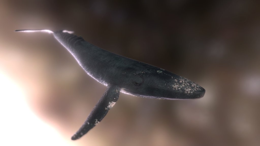 Ballena - 3D model by Raiden (@dragonevercry) [9238f4a] - Sketchfab