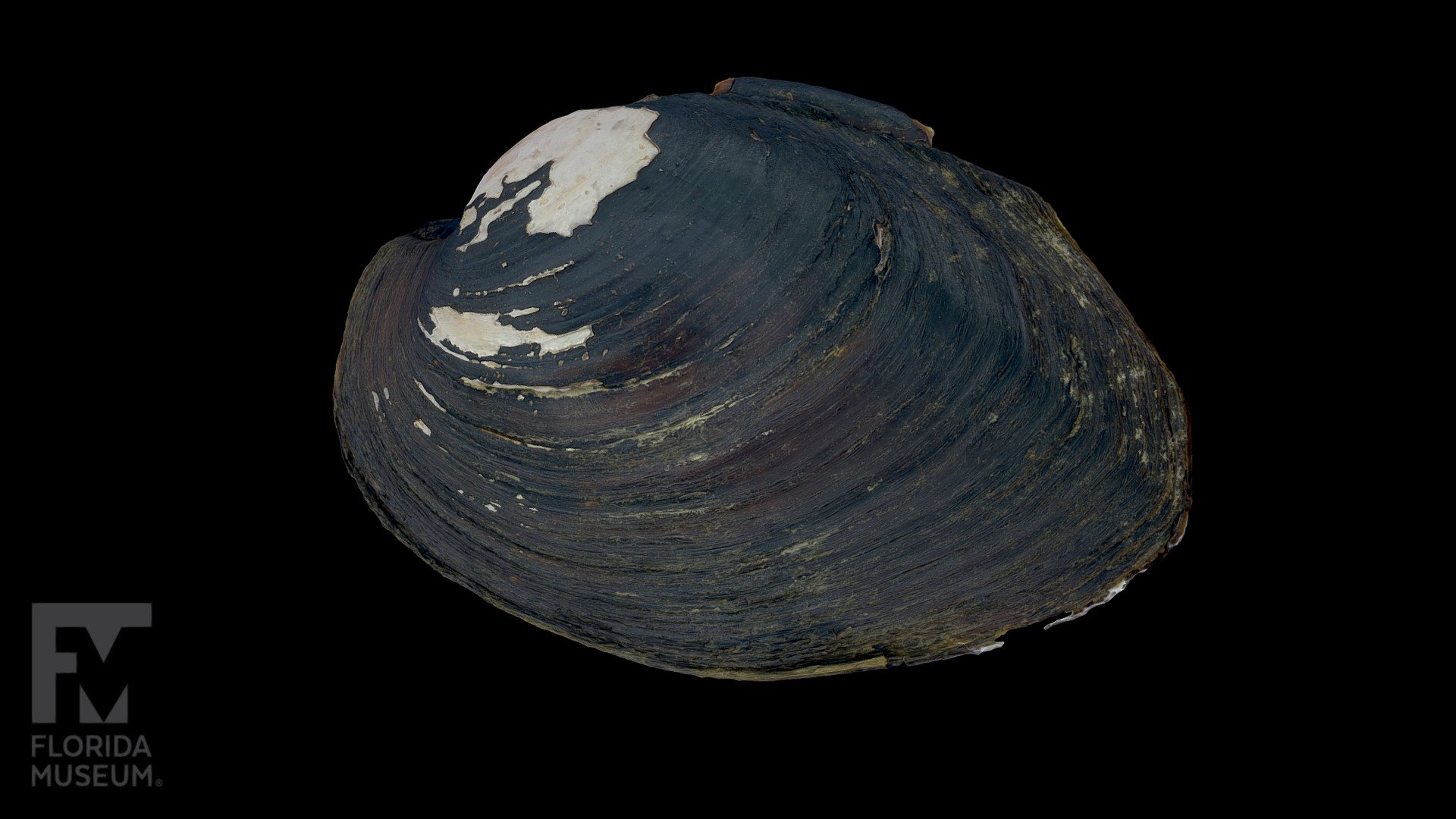 Elephant ear - Freshwater Mussel - 3D model by FloridaMuseum [9244539 ...