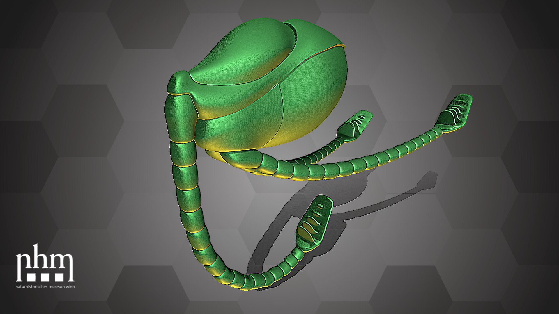 Gaboniontum pollinator - 3D model by Natural History Museum Vienna ...