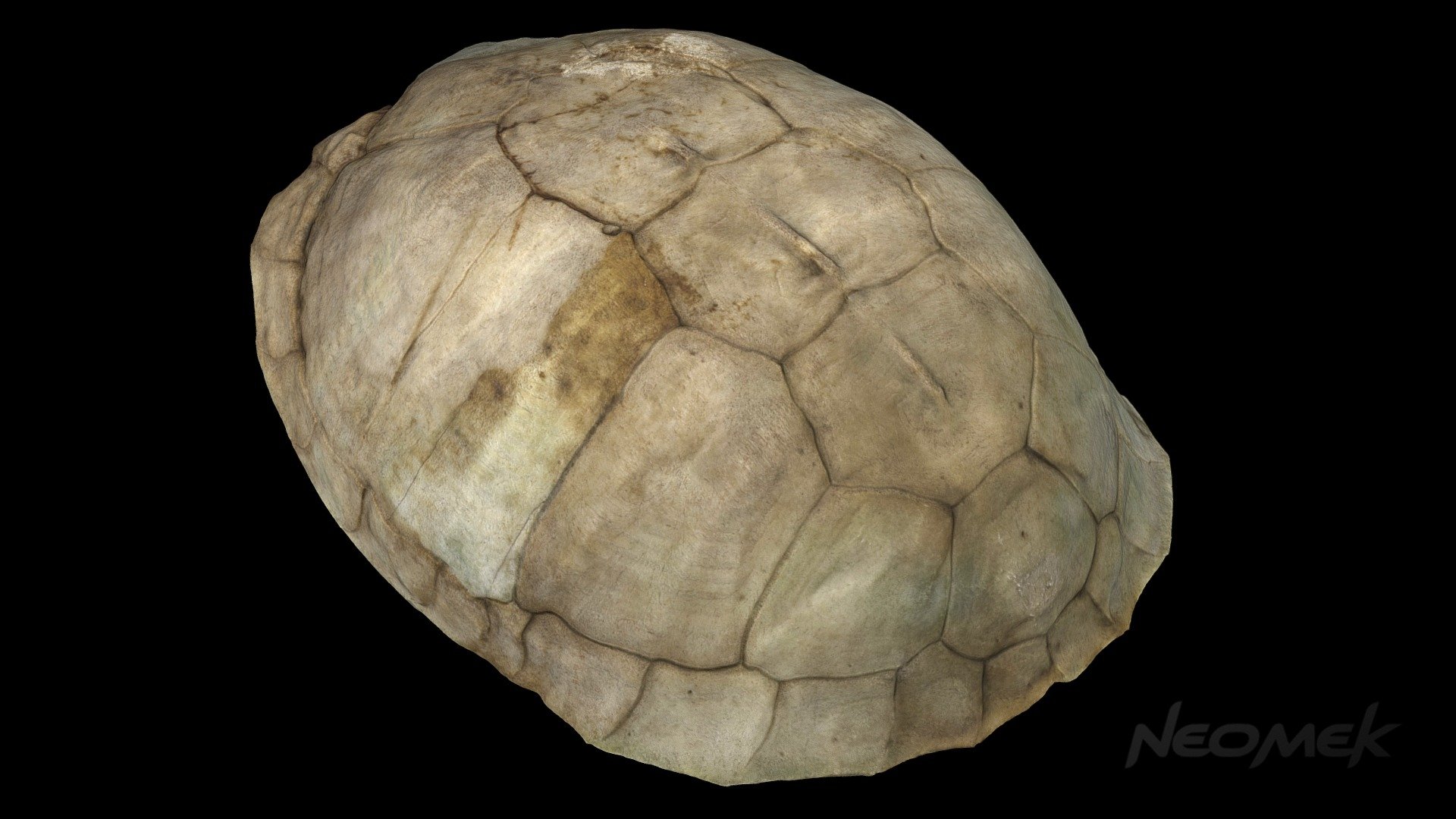 Turtle Shell - 3D model by neomek [924bf98] - Sketchfab