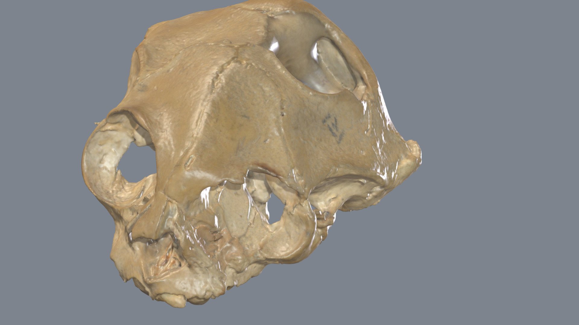 Anencephalus2 Institute of Anatomy Rostock - 3D model by Institute of ...