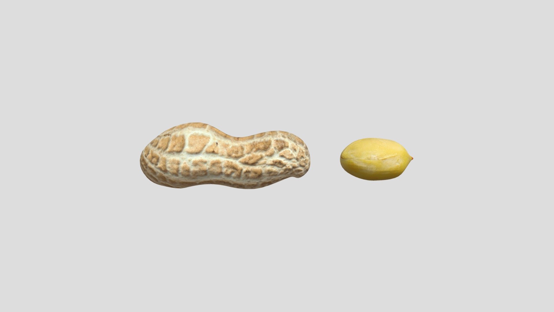 Peanut - Buy Royalty Free 3D model by Ed+ (@EDplus) [9253c36 ...