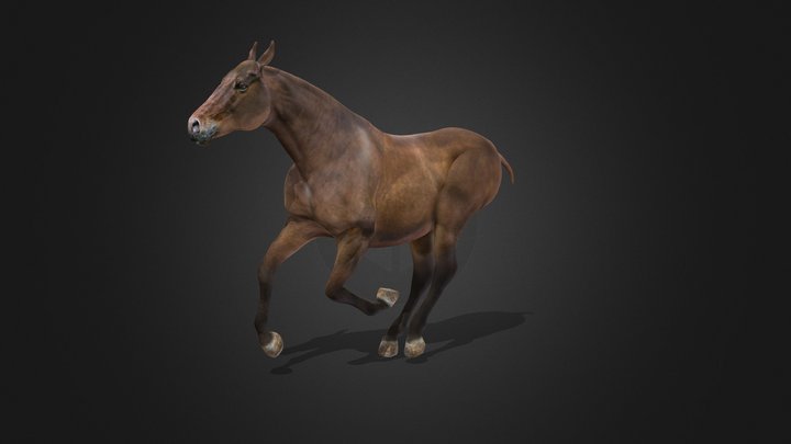 Rigged-animal 3D models - Sketchfab