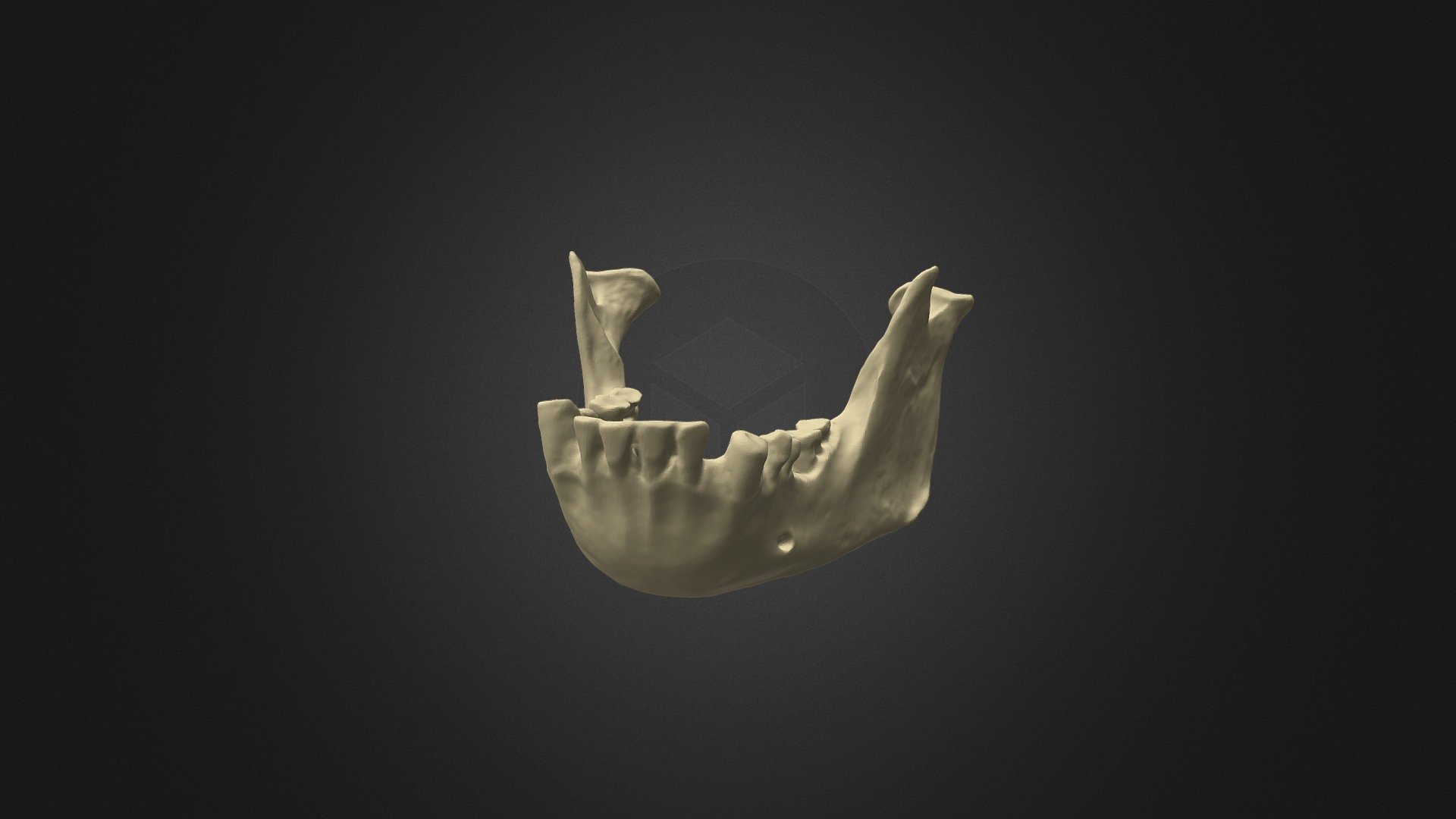Bonobo Mandible - Male - 3D model by NAU_BAT_Lab (@naubatlab) [9254b7d ...