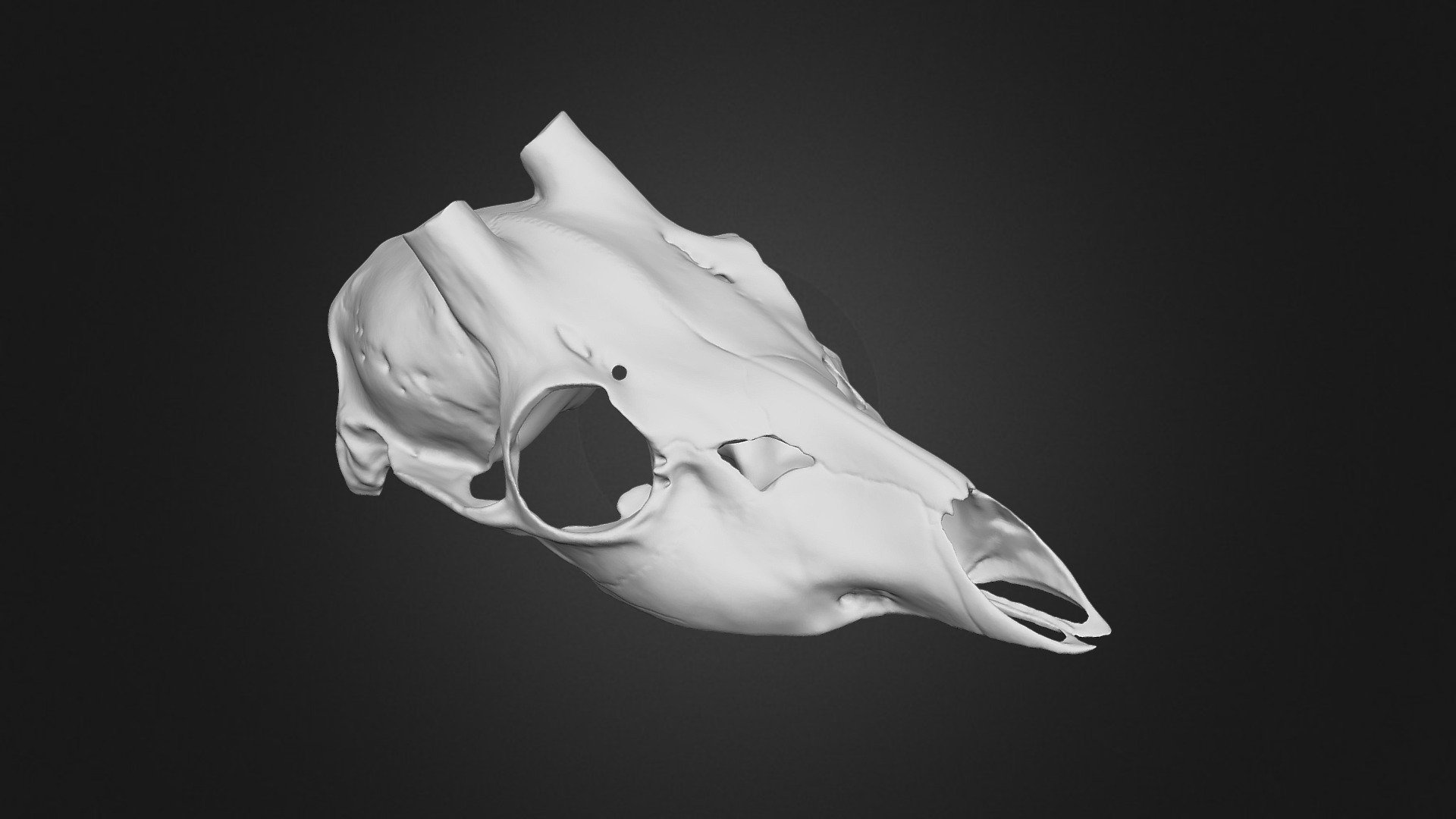 Deer skull - 3D model by 3dskaparna (@3dskaparna_model) [9255e24 ...