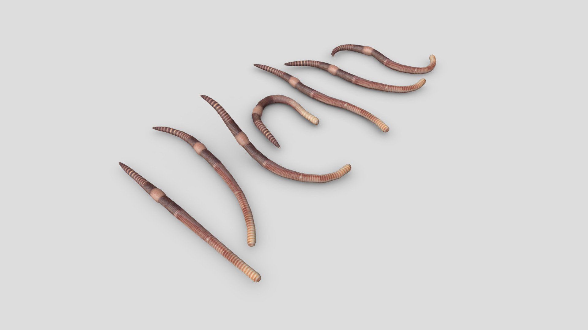 Earthworm - Buy Royalty Free 3D model by plaggy [9270977] - Sketchfab Store