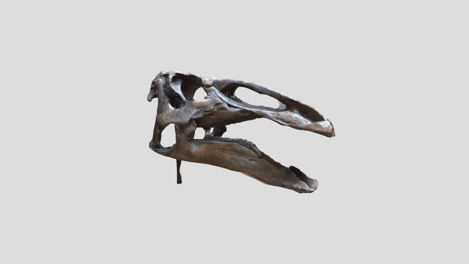 Edmontosaurus fossil skull - Download Free 3D model by The_Model_Guy2.3 ...