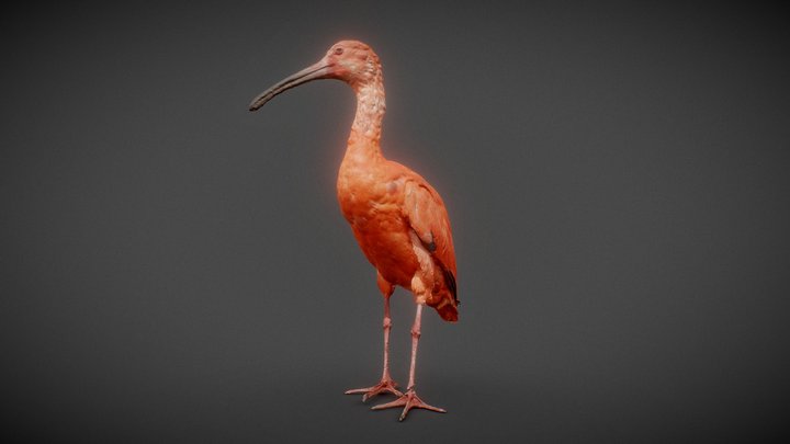Ibis 3D models - Sketchfab