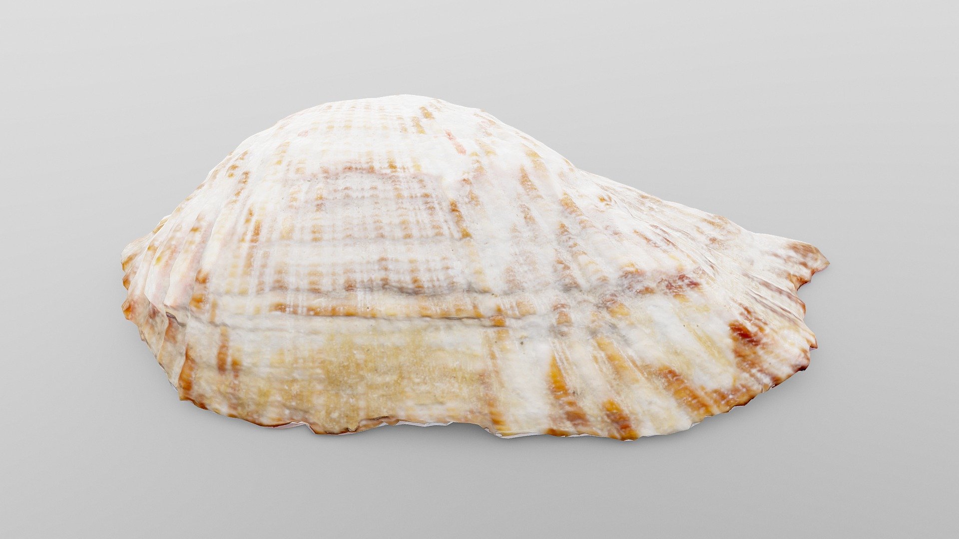 Zebra Ark Sea Shell - Buy Royalty Free 3D model by Drakery [92751e1 ...
