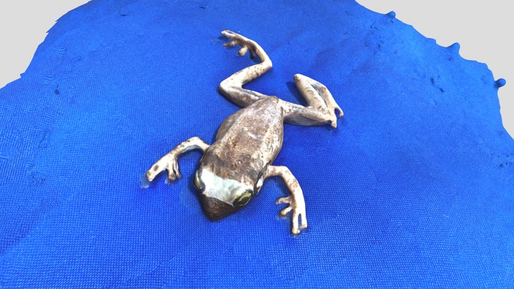Coqui 3D models - Sketchfab