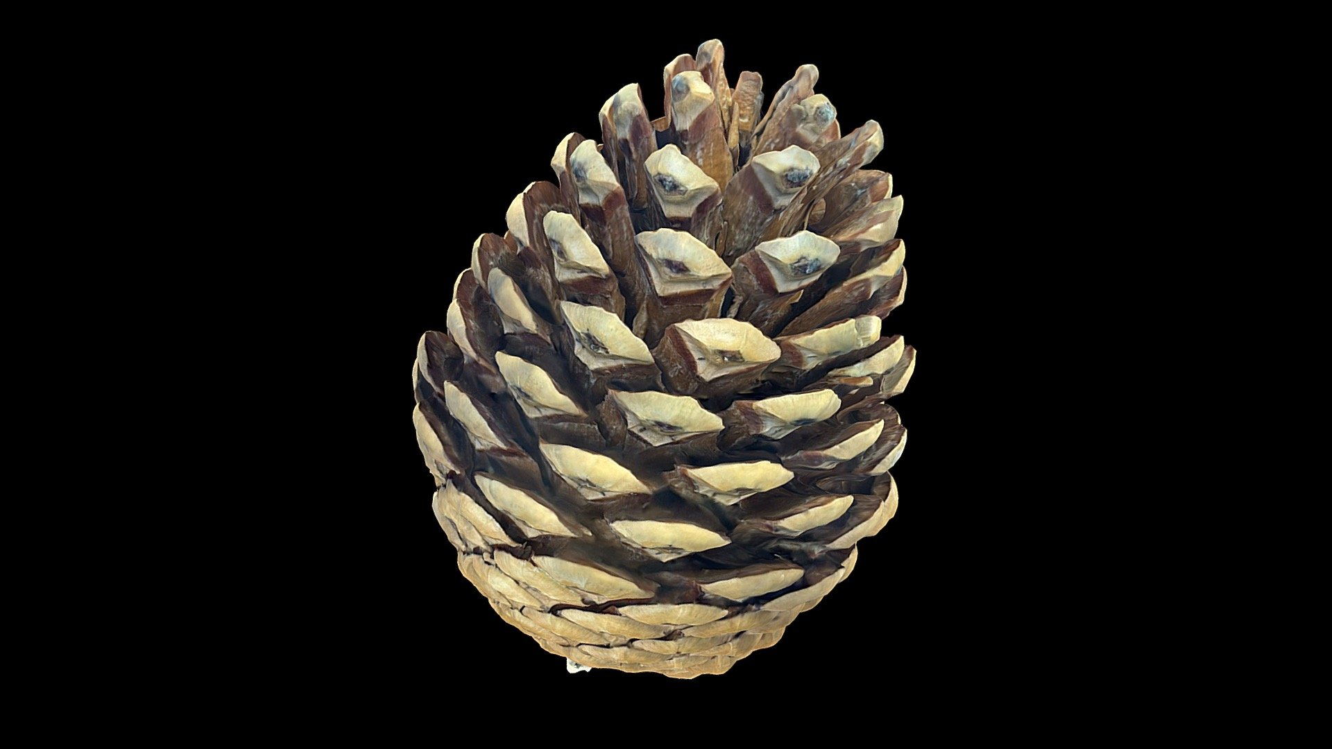 Pine Cone - Download Free 3D model by Andrei Alexandrescu (@Andrei_Alexandrescu) [9276b72 ...