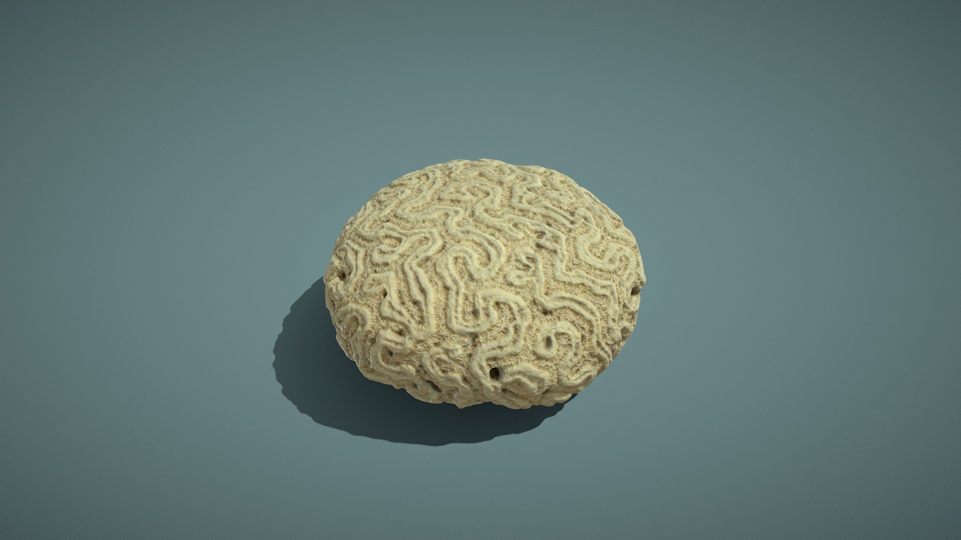 Brain Coral - 3D model by jenKillick [927f9fe] - Sketchfab