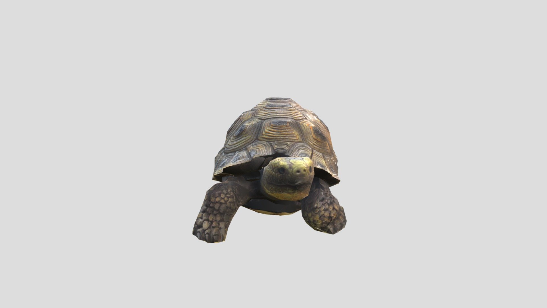 Turtle 2 - 3D model by David Wigforss (@dwigfor) [92812f6] - Sketchfab