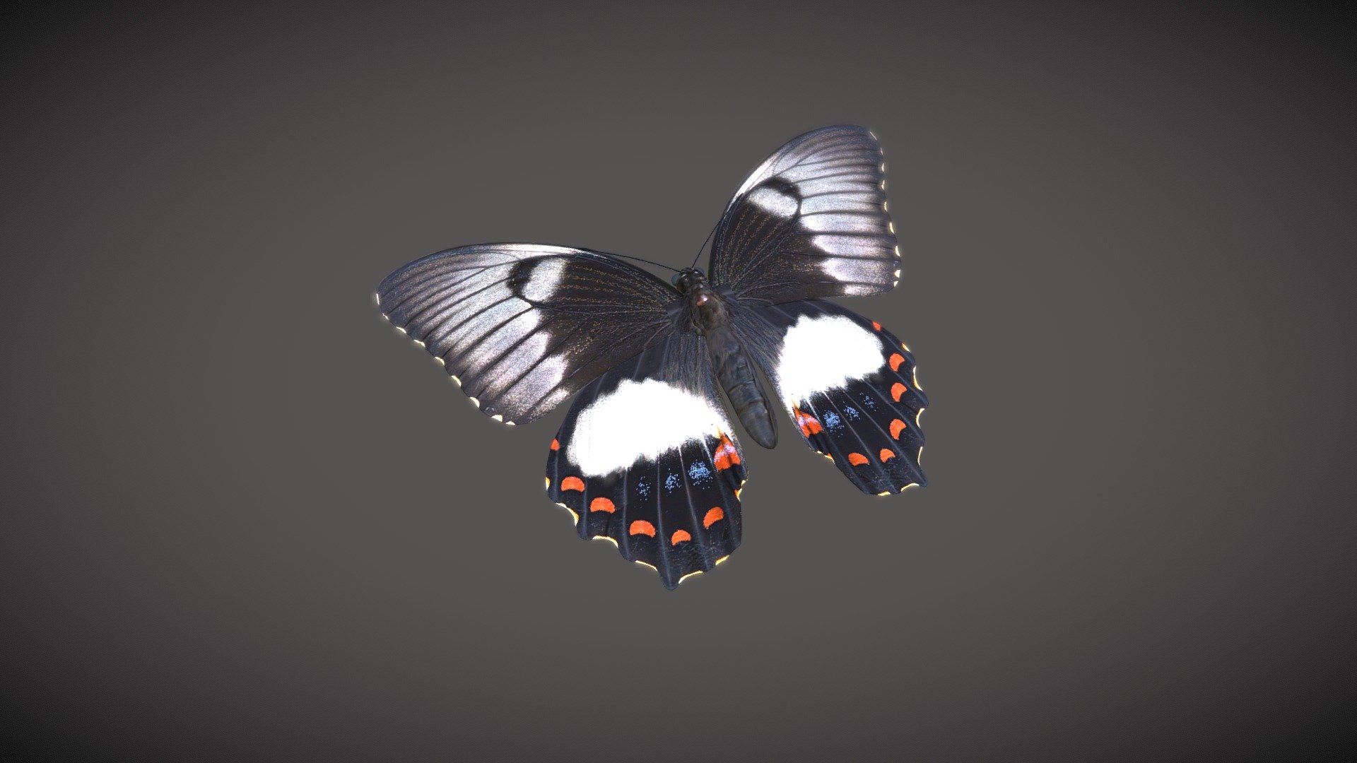Orchard Swallowtail - Download Free 3D model by eb78 (@E.A.Cornell ...