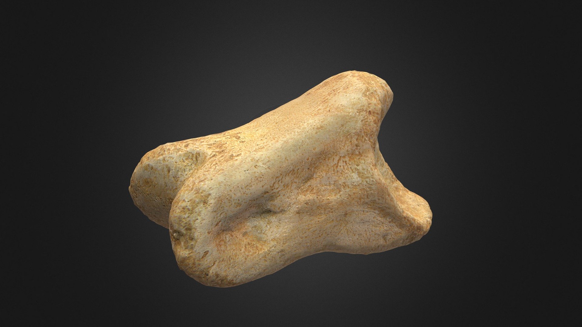 Theropod Toe Bone - Download Free 3D model by Olof Moleman ...