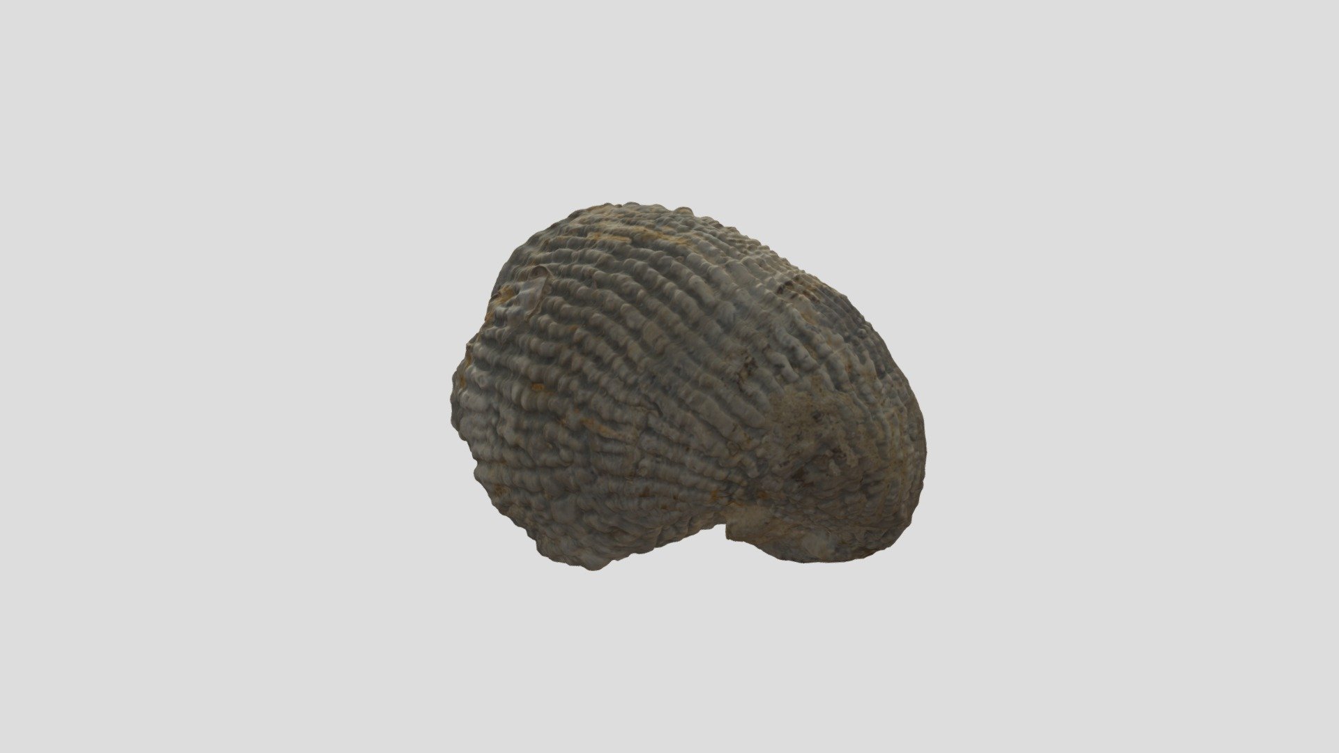 Exogyra - 3D model by BlackBeltMuseum [9288c90] - Sketchfab