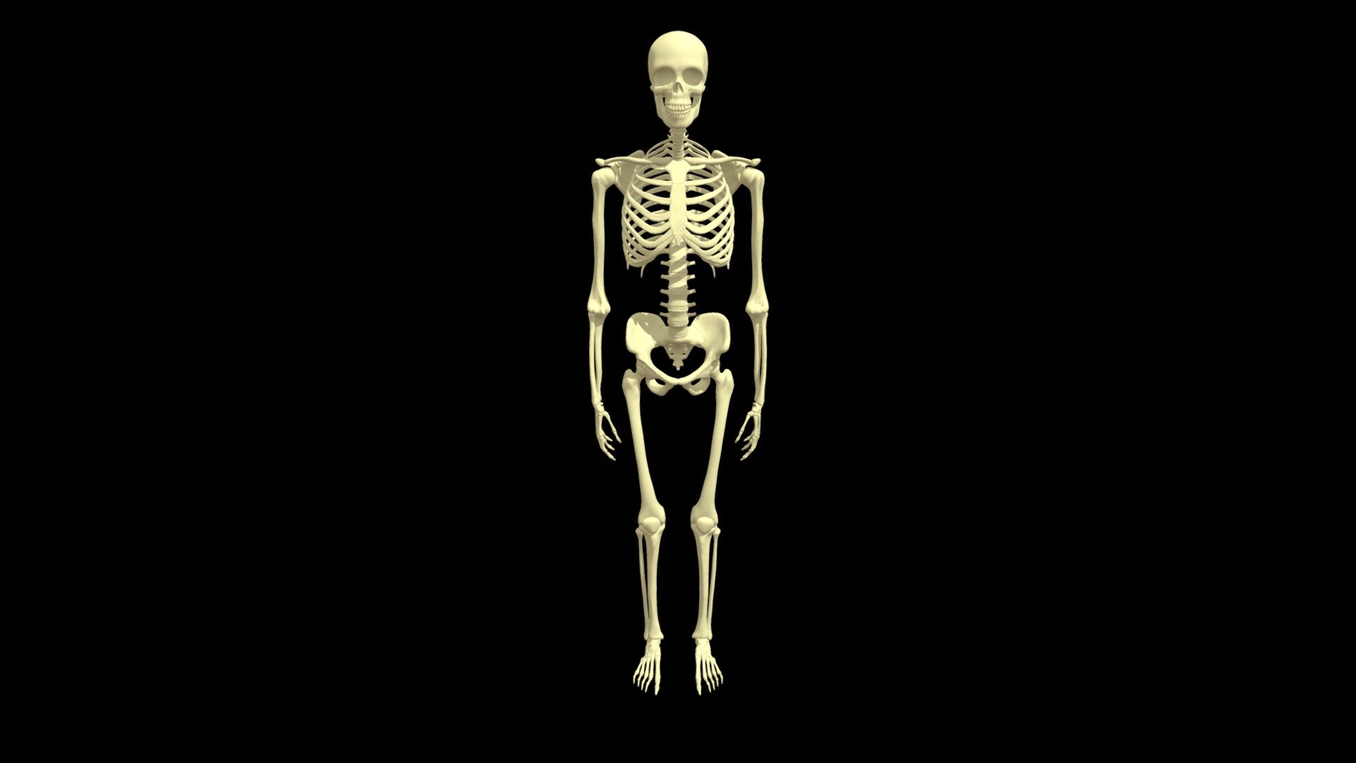 human Skeleton - 3D model by Devil senpai (@agrimjain1998) [928b528 ...