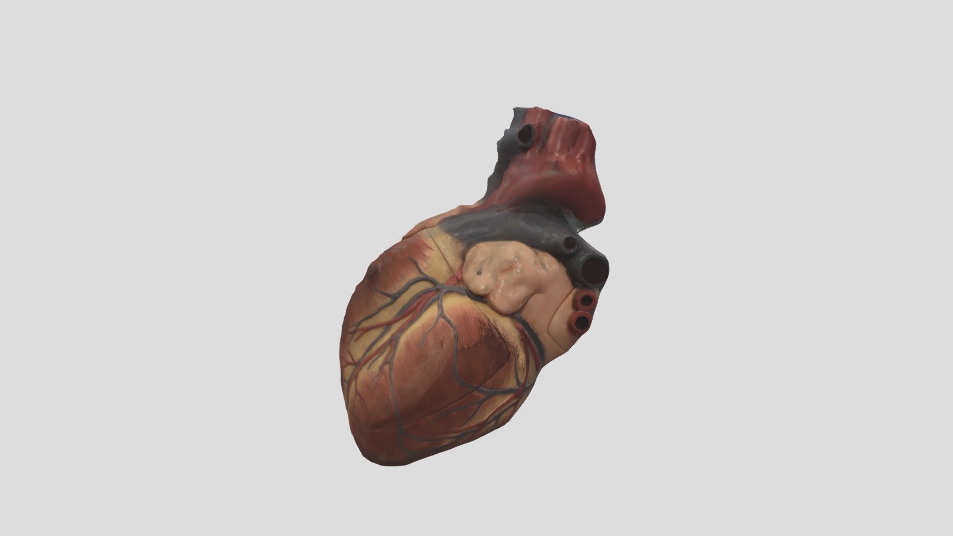 Outside Heart - 3D model by vp314 [9293eda] - Sketchfab