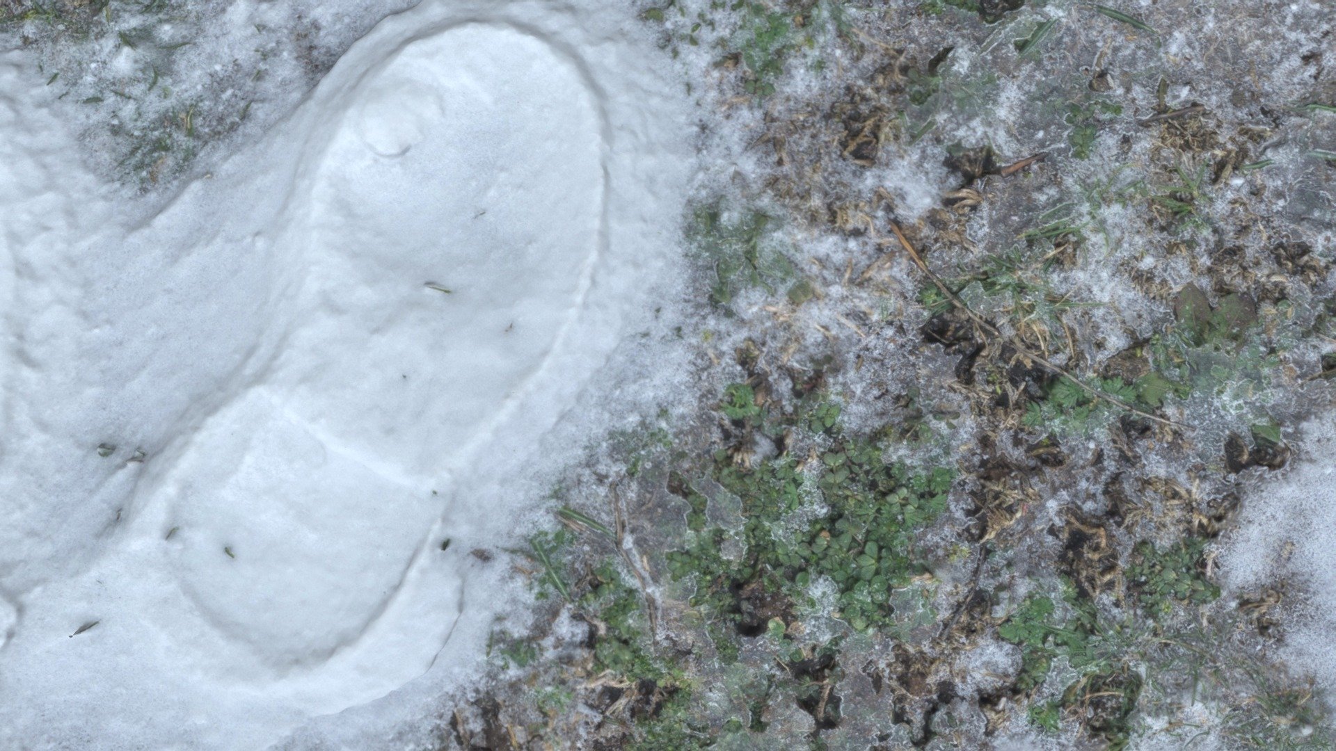 small shoe print on frozen shamrocks - Buy Royalty Free 3D model by ...