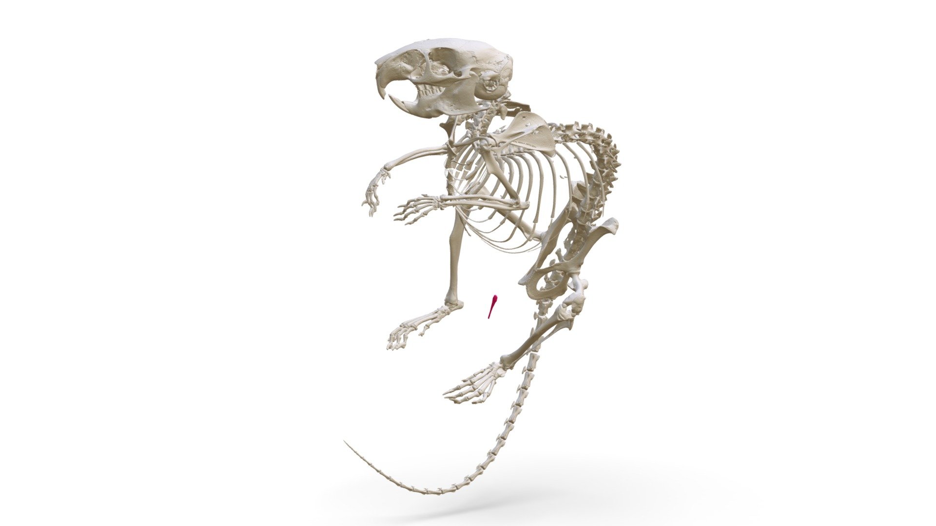 Octodon degus (MSB:Mamm:132851) - 3D model by Biodiversity [9299eeb ...