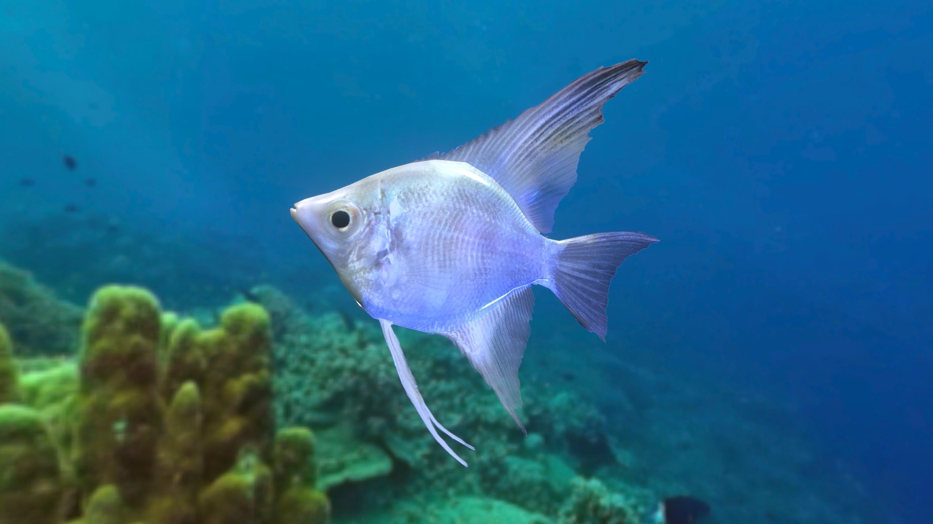 Angelfish(Silver__type2) - 3D model by MEA AQUA (@osakanaWatch ...