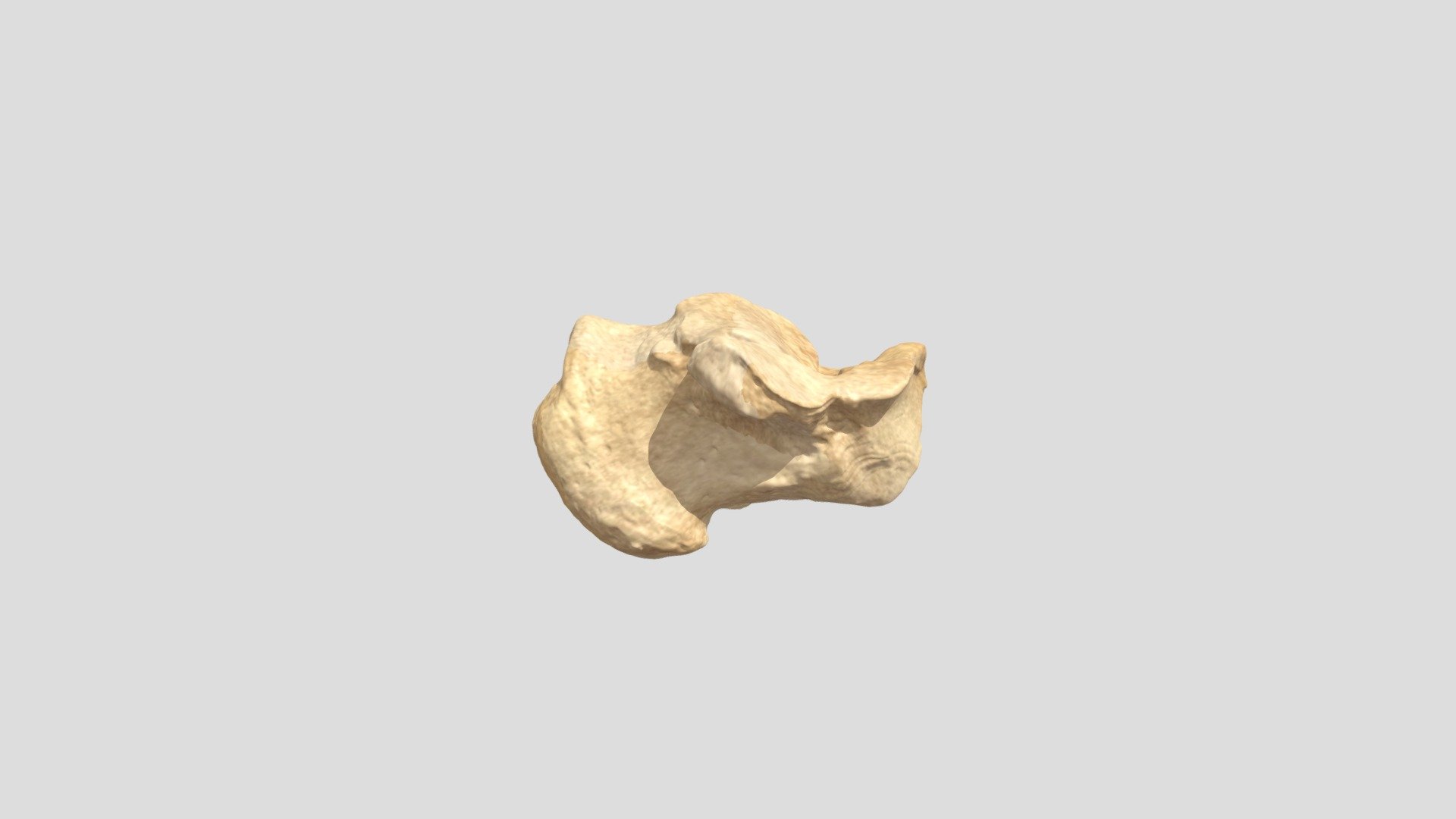 calcaneus - 3D model by LUIZSAIS (@LUIZSAISS) [92aa3a8] - Sketchfab