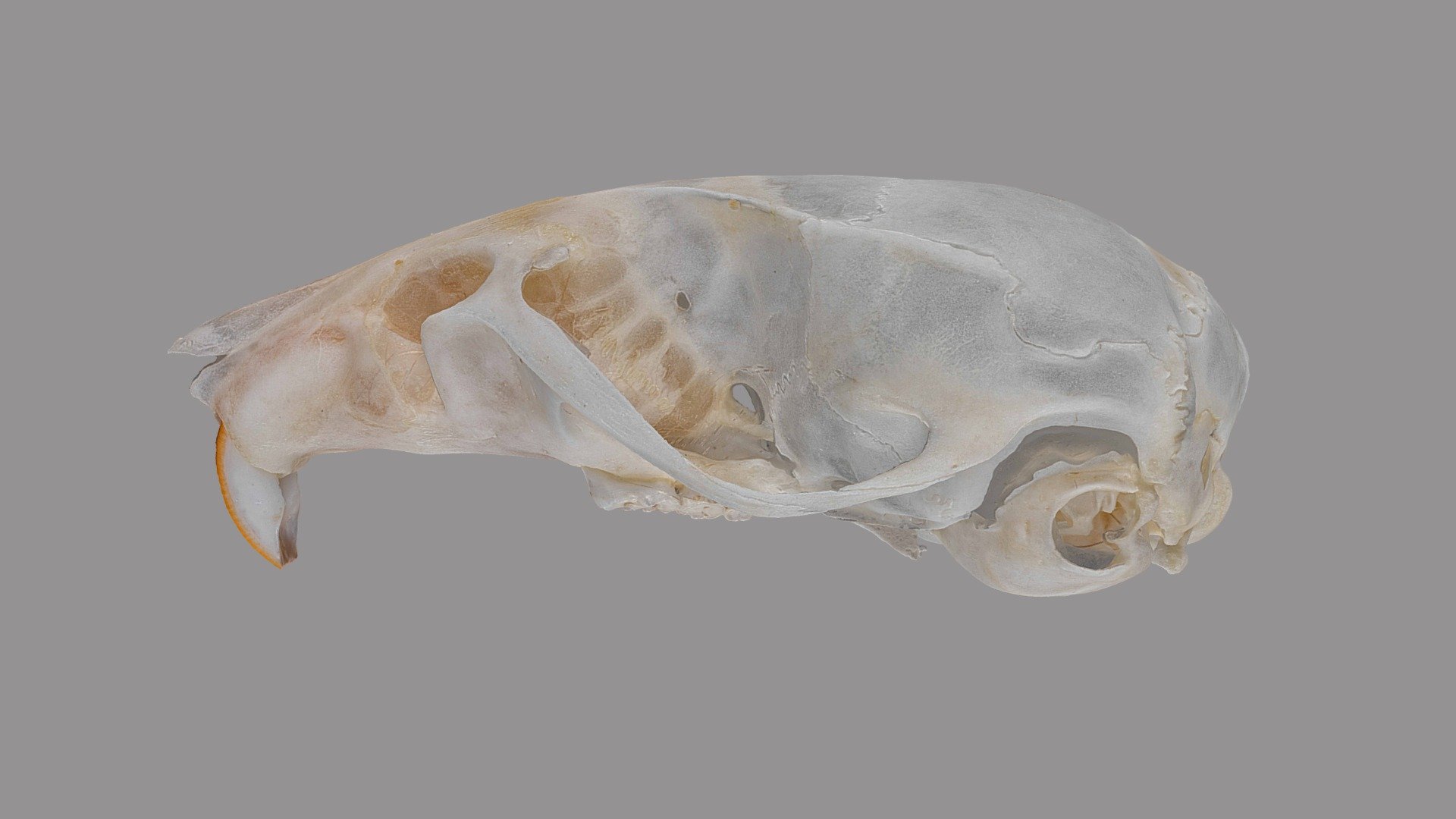 Apodemus flavicollis - 3D model by VirNat [92ab7fa] - Sketchfab