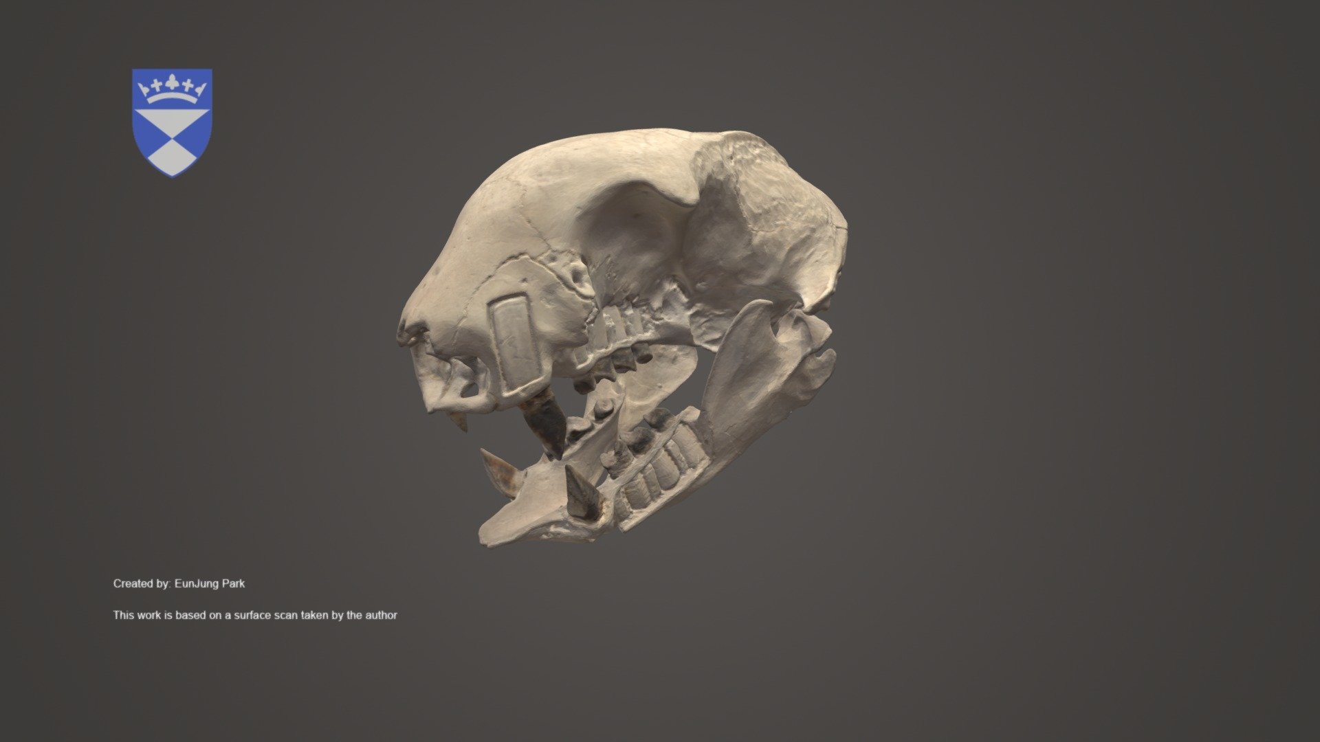 Two-Toed Sloth Skull - Download Free 3D model by University of Dundee ...