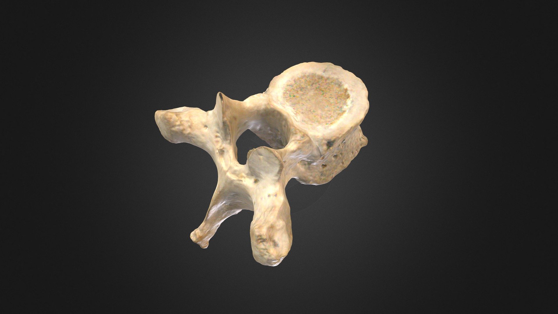Thoracic Vertebra - 3D model by Gonzalo Matzner (@Anatomical3DModels ...