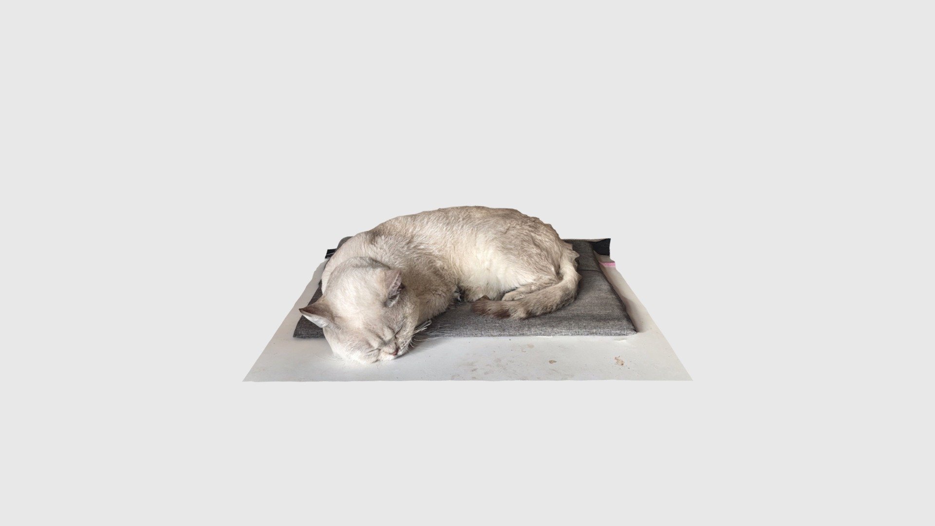White Cat - Download Free 3D model by L-lie [92b0cdd] - Sketchfab