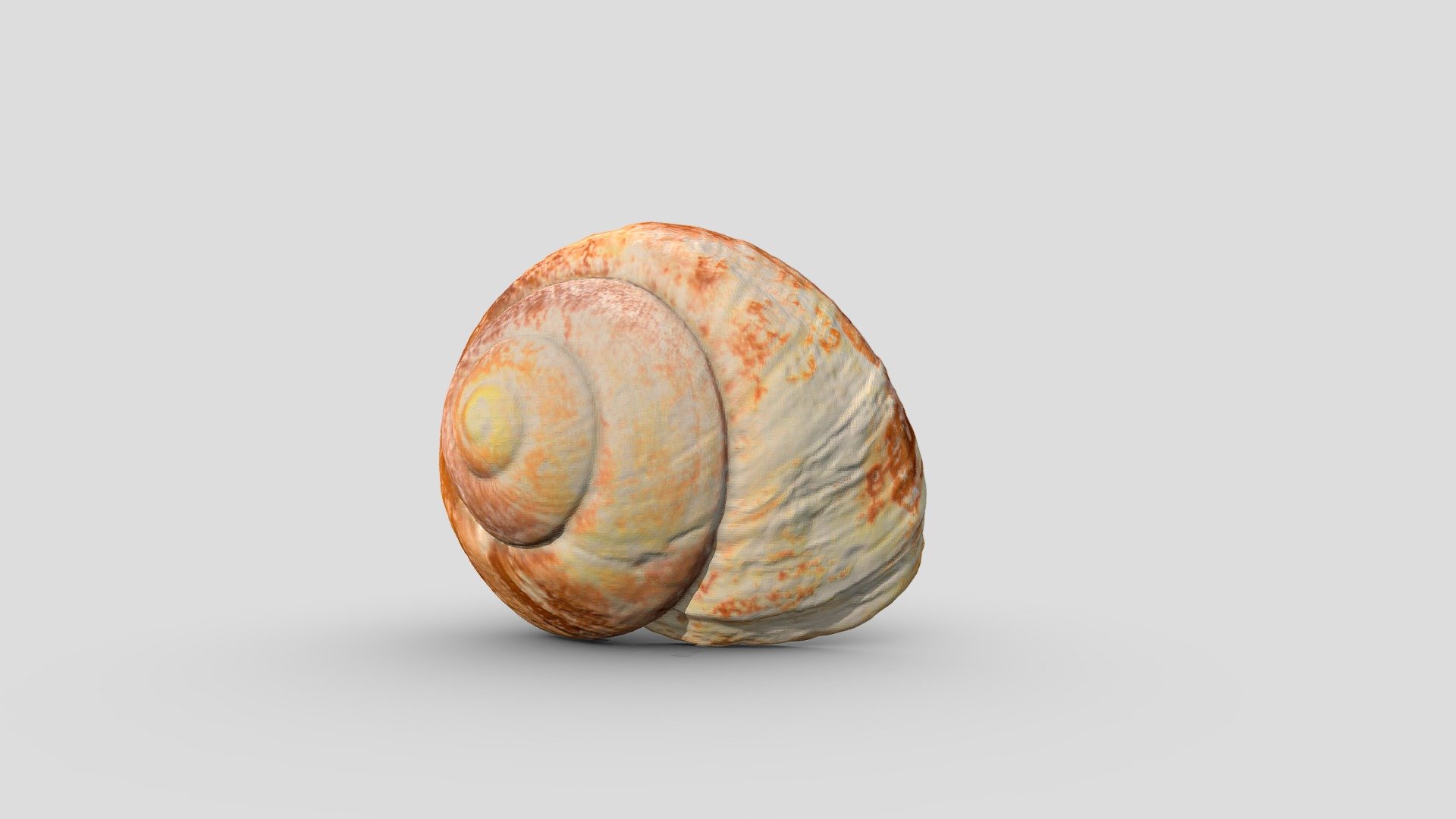 Snail Shell2 - 3D model by redhaus [92b0e4b] - Sketchfab