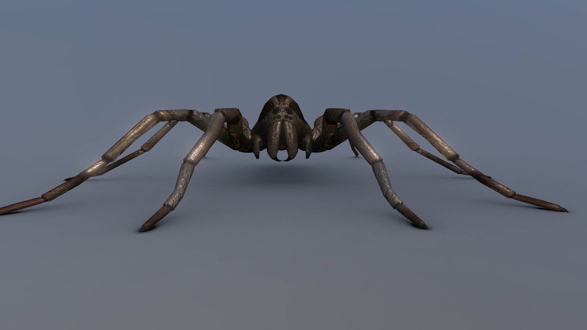 Carolina Wolf Spider - Download Free 3D model by ArachnoBoy (@vang807 ...