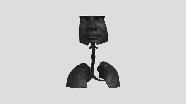 Trachea 3D models - Sketchfab