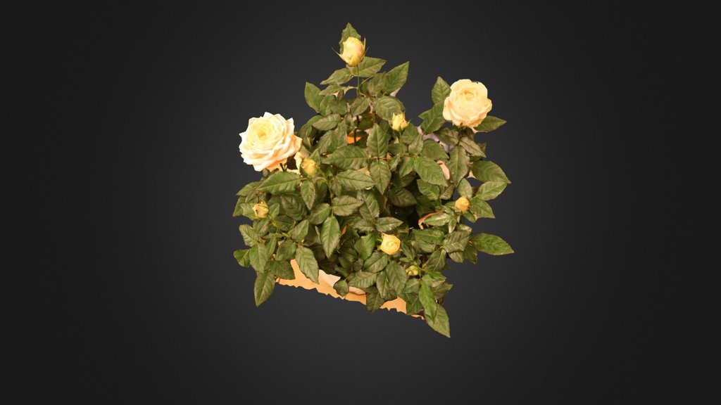 Rose - A 3D model collection by fongoose - Sketchfab
