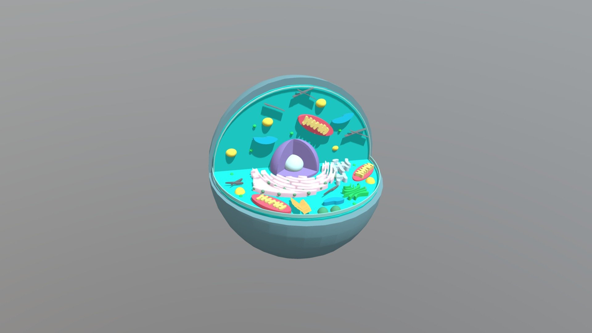 Eukaryotic Animal Cell - 3D model by rahmanm24 [92d4c67] - Sketchfab