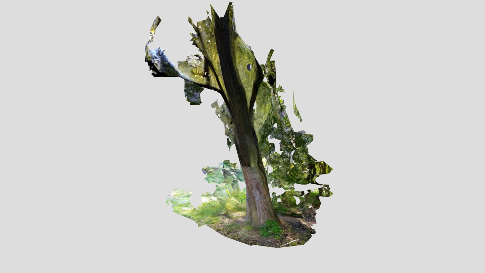 Scan_Tree - Download Free 3D model by EmilieCorne [92d5230] - Sketchfab