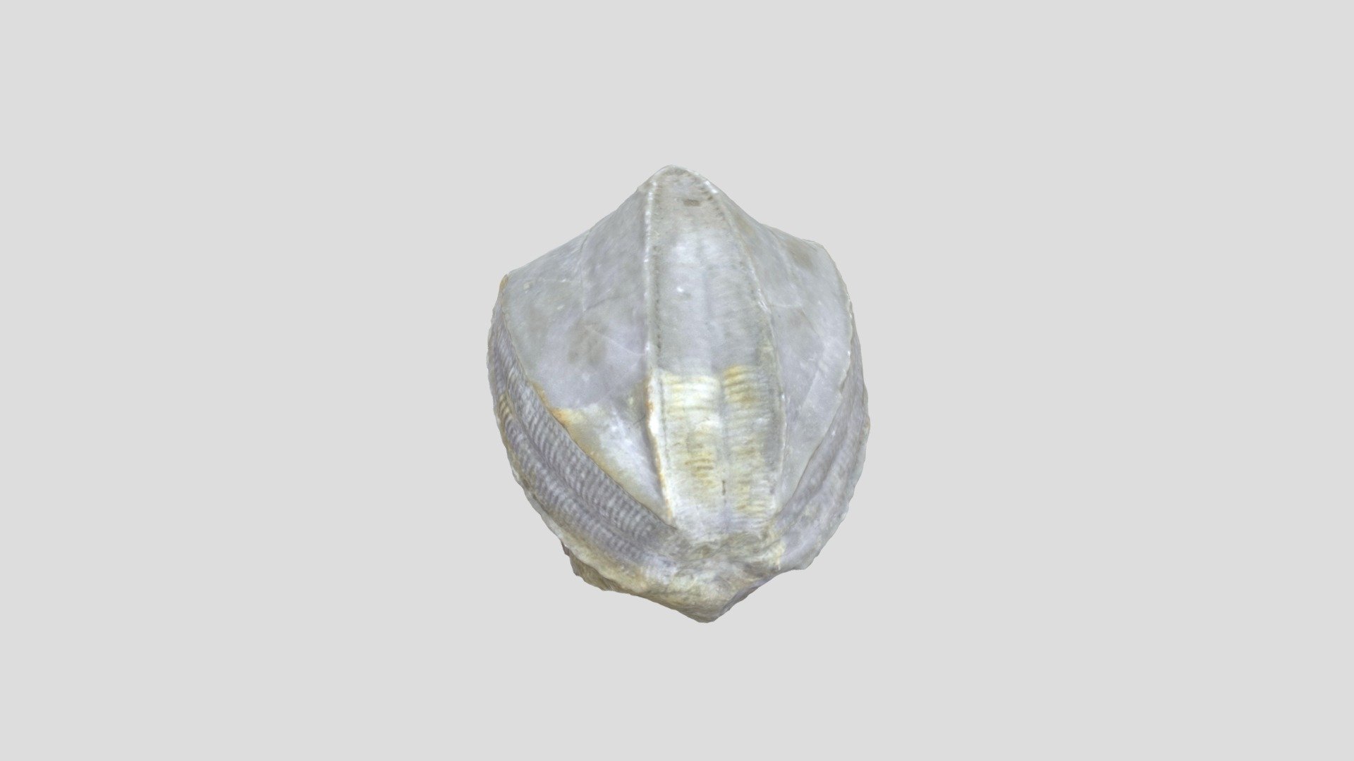 unknown specimen - Download Free 3D model by BenkerGeoSci [92d84ce ...