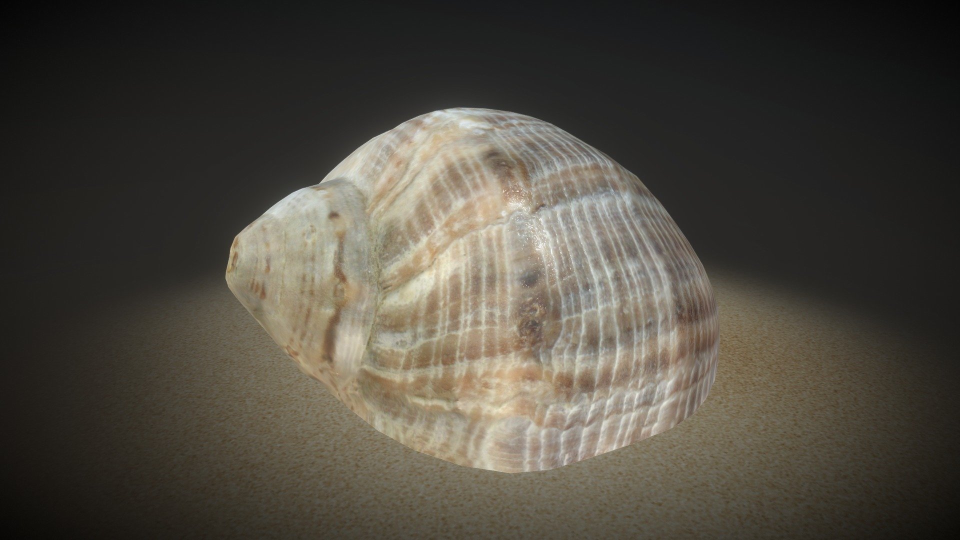 Seashell - 3D model by alexievich99 (@alexkiev104) [92e50c9] - Sketchfab
