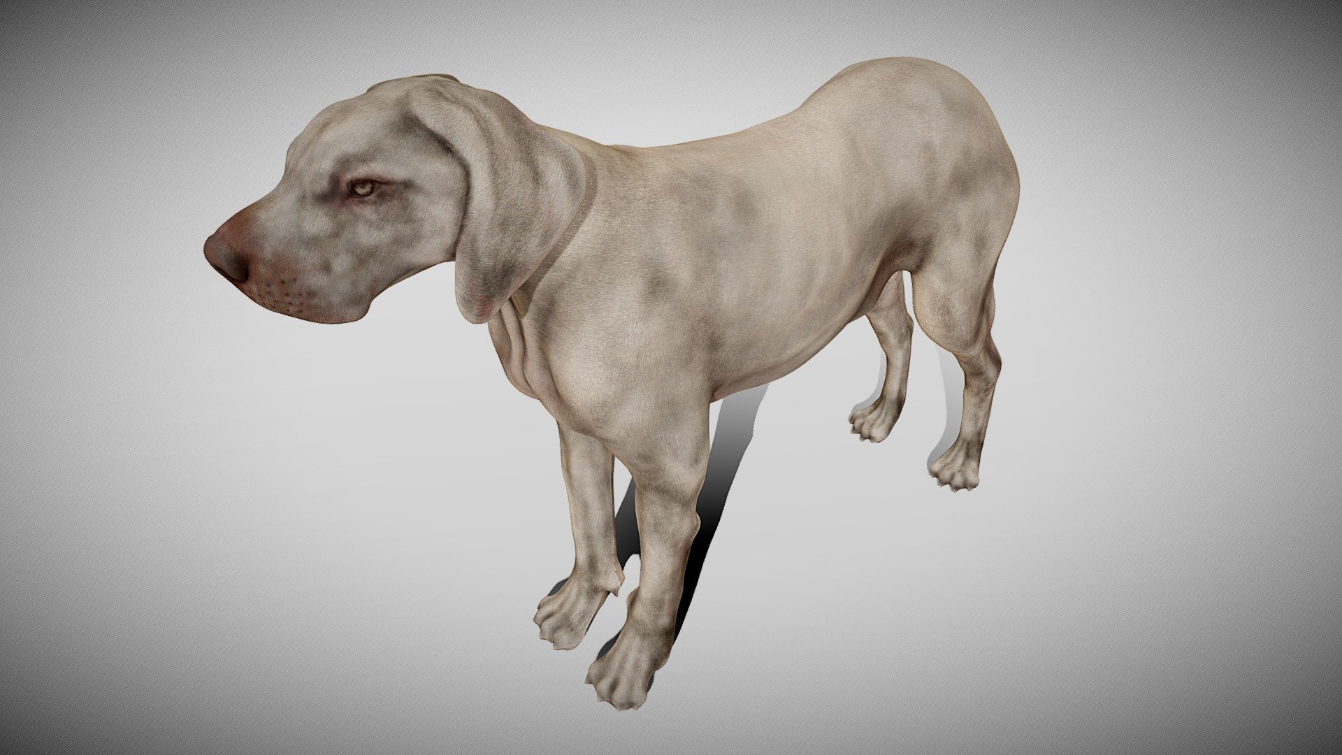Dog Skin - 3D model by Vak.Expert (@vakexpert) [92e5908] - Sketchfab