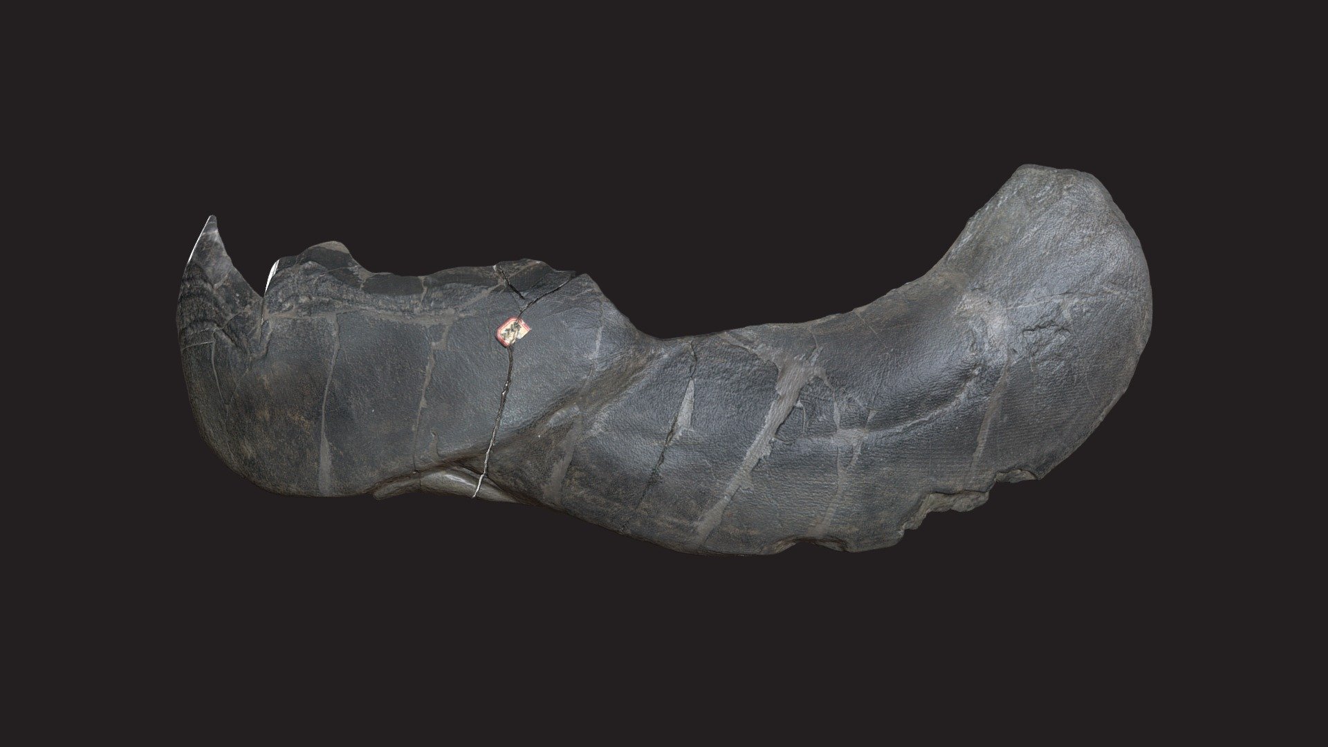 CMNH 7715, Dunkleosteus terrelli infragnathal - 3D model by Cleveland ...