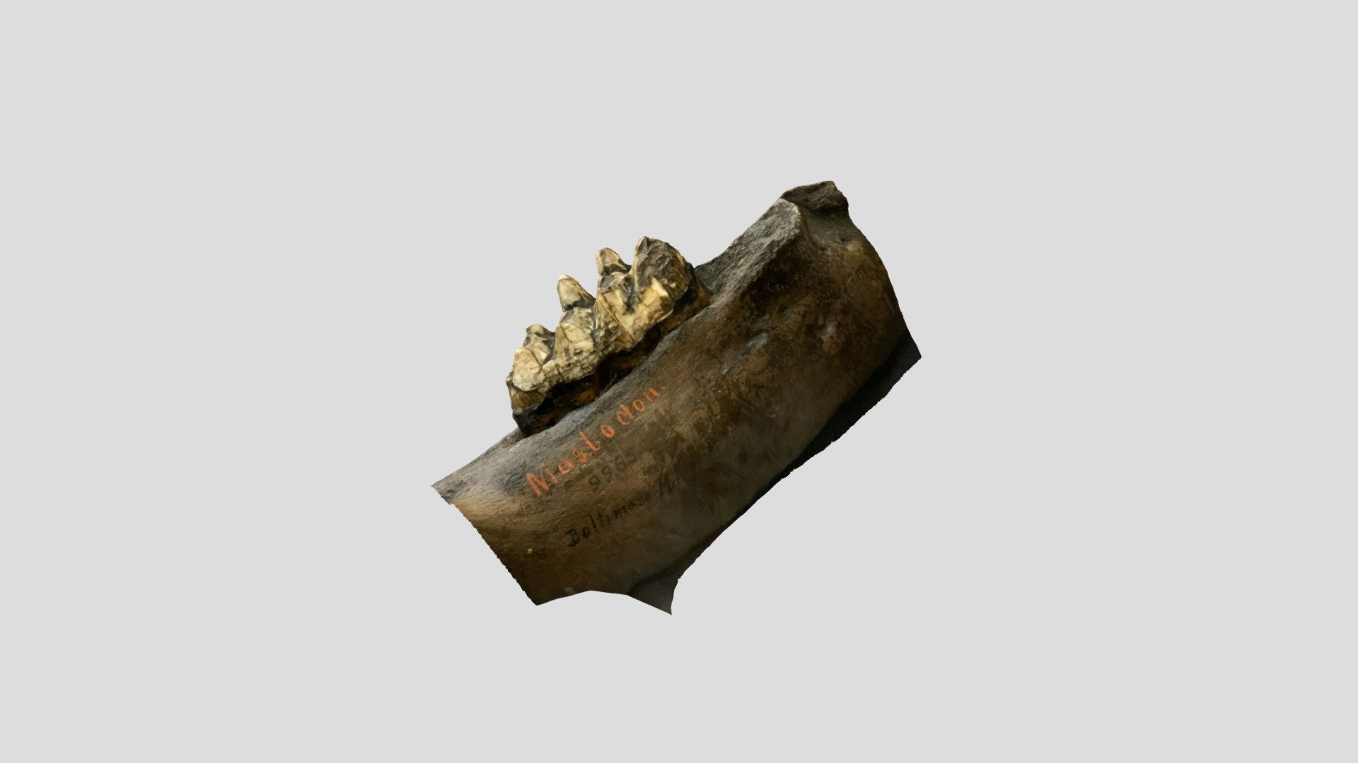 Mastodon molar - 3D model by Virtual Curation Lab (@virtualcurationlab ...