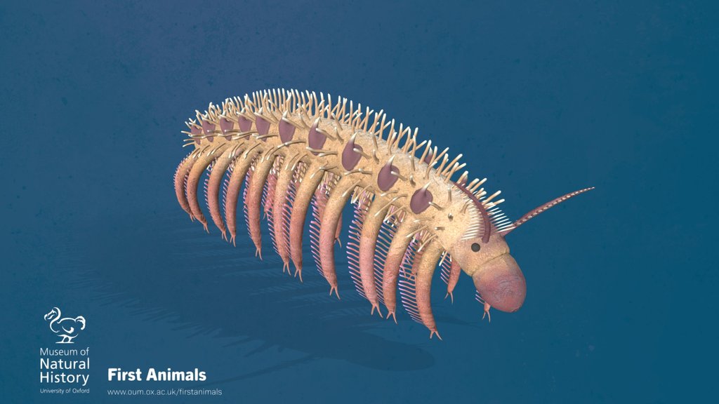 First Animals - A 3D model collection by Oxford University Museum of ...