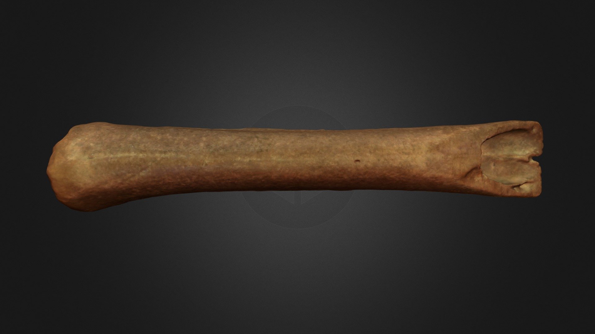BONE FLESHER - 3D model by Lakehead Anthropology (@LakeheadAnthropology ...