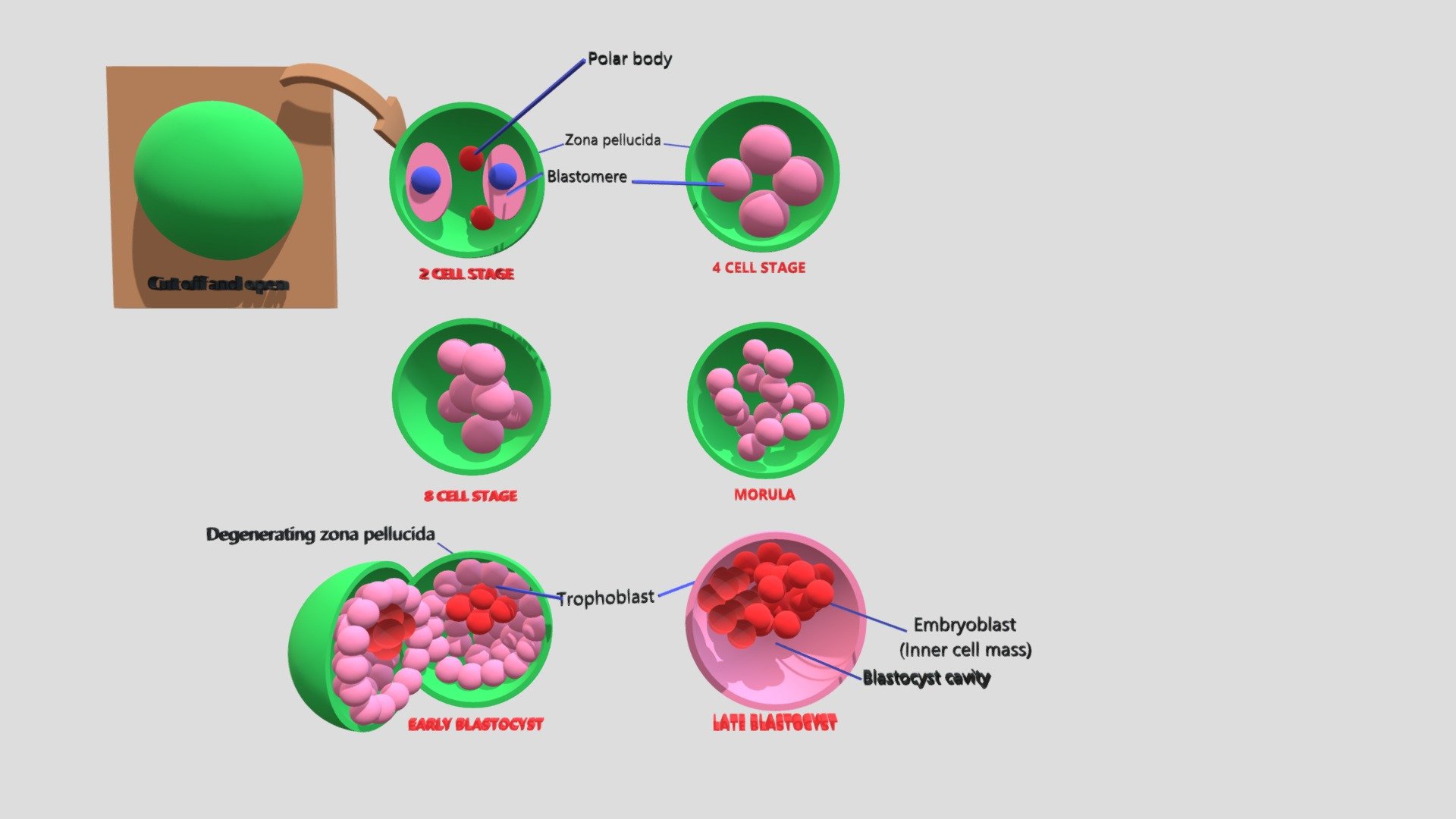 Embryology - 1.1 Cleavage - Download Free 3D model by Dr. Bee ...