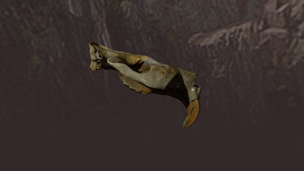 Beaver Skull - 3D model by Nebraska Public Media (@nebraskapublicmedia ...