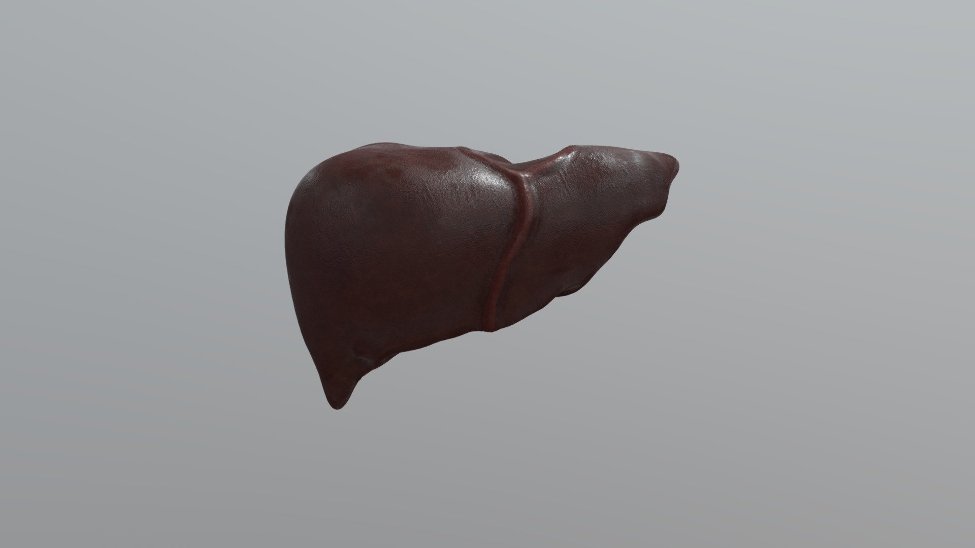 Liver - 3D model by yukee1102 [9313f9b] - Sketchfab