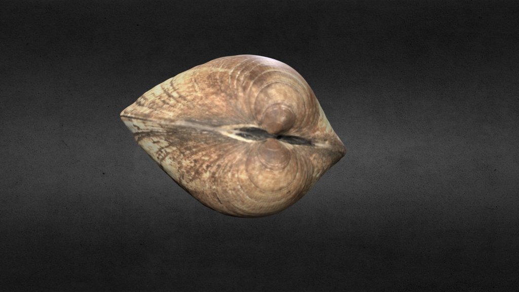 Bivalve shell | Cragen Ddwygragennog - Download Free 3D model by ...
