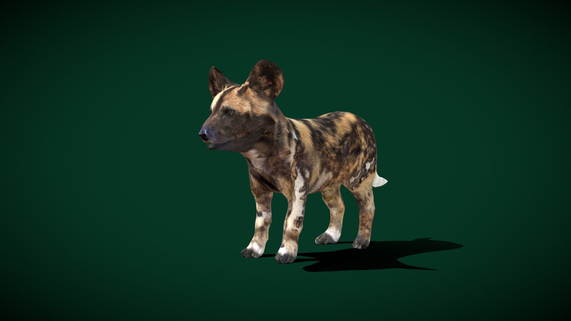African Wild Dog Cub (LowPoly) - Buy Royalty Free 3D model by ...
