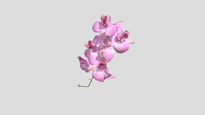 Bunga 3D models - Sketchfab