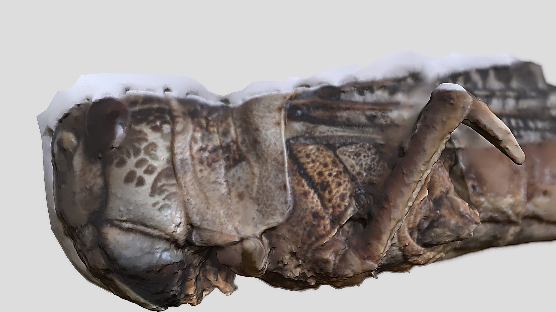 Locust - Download Free 3D model by AVZ (@micropalaeontology) [931c191 ...